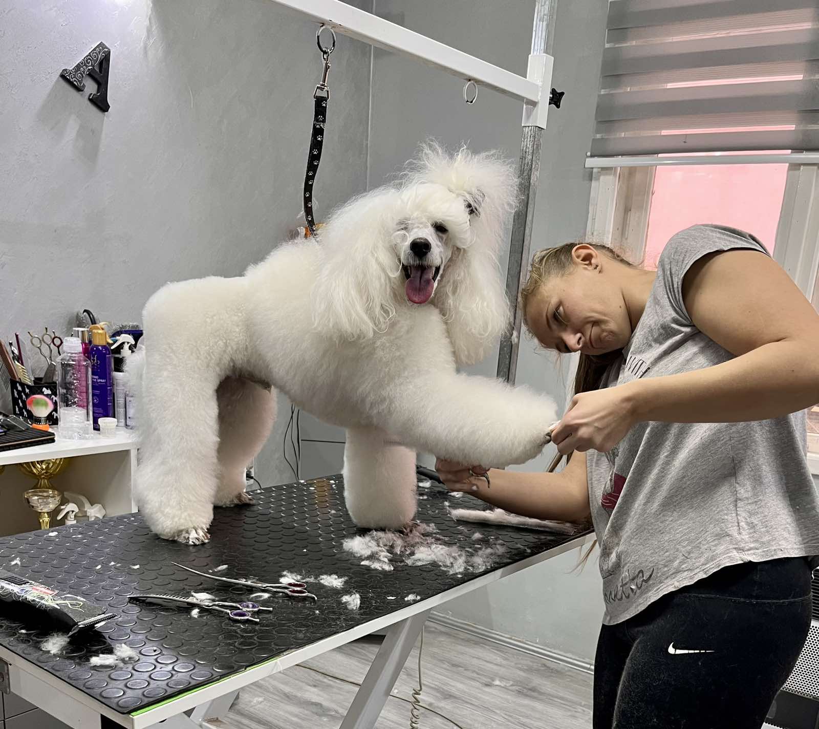 Nega kućnih ljubimaca, posao koji cveta - Poslovi Infostud